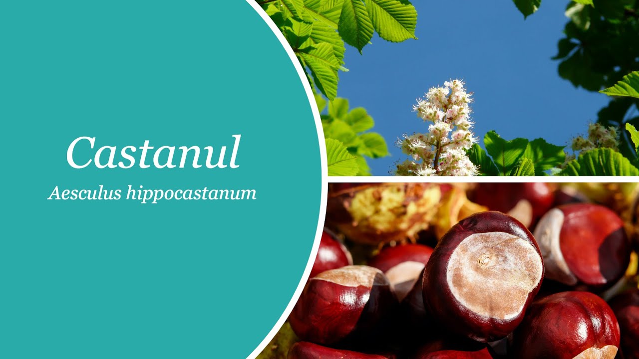 Castanul - Aesculus hippocastanum - YouTube