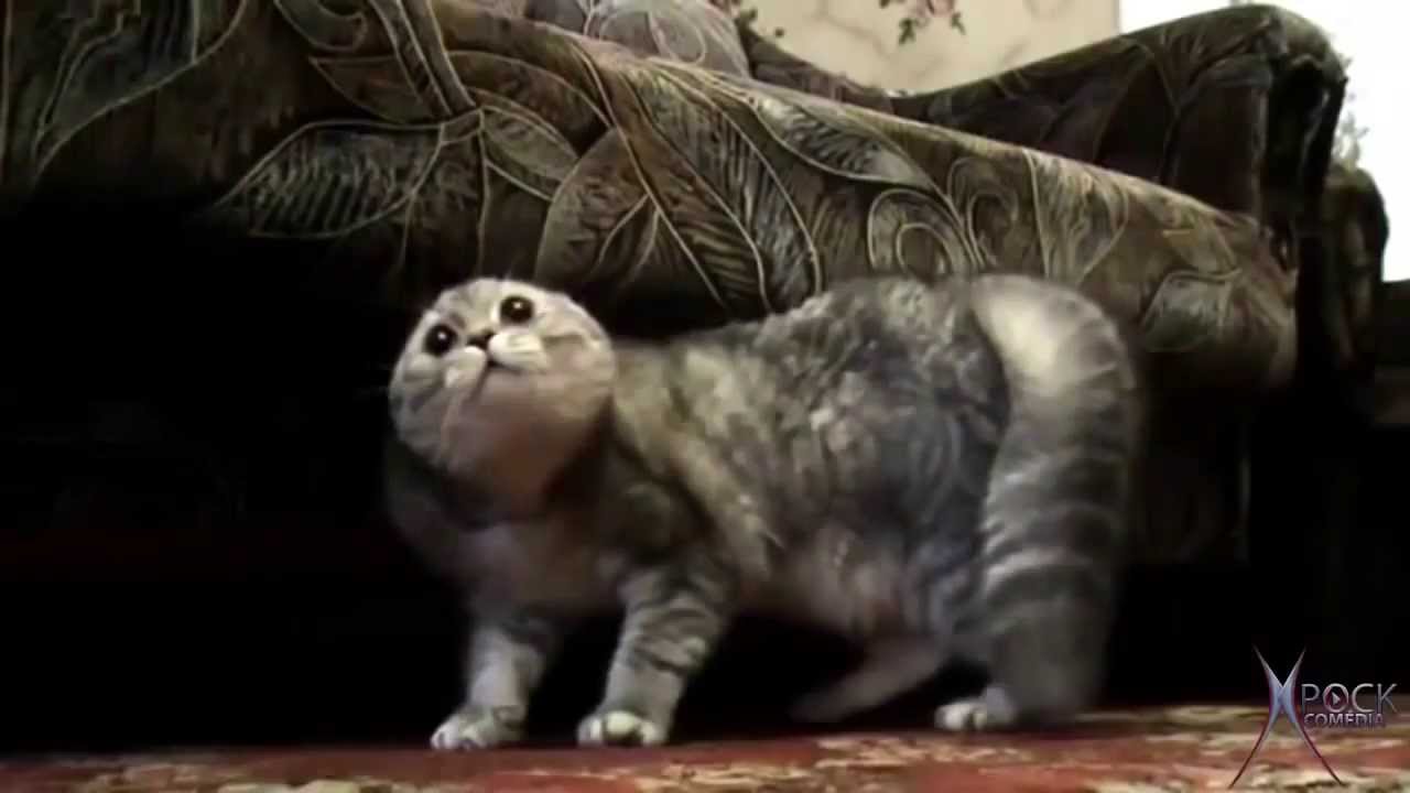 Gatos Engraçados vai fazer voçe rir muito - YouTube