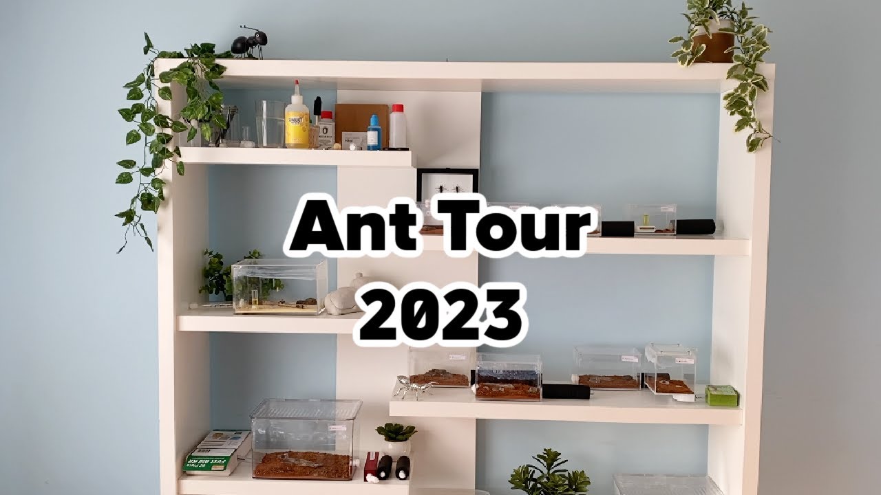 Ant Tour 2023 || Anna's Antics - YouTube