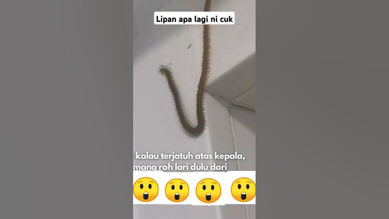 Lipan terpanjang di dalam rumah - YouTube