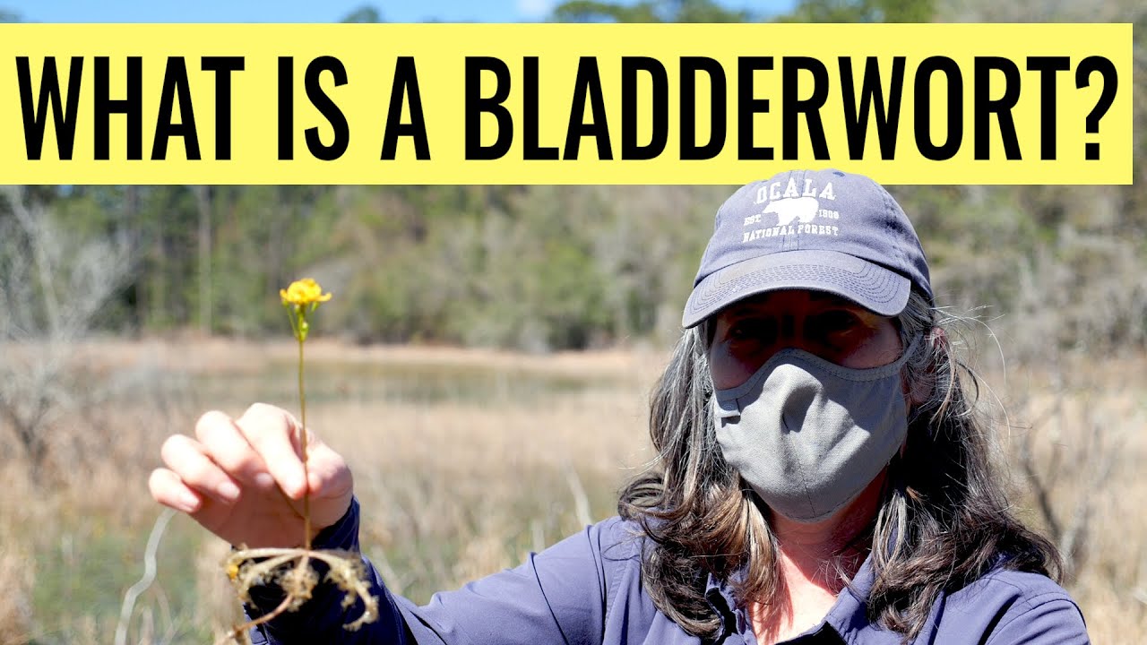 What is a Bladderwort? - YouTube