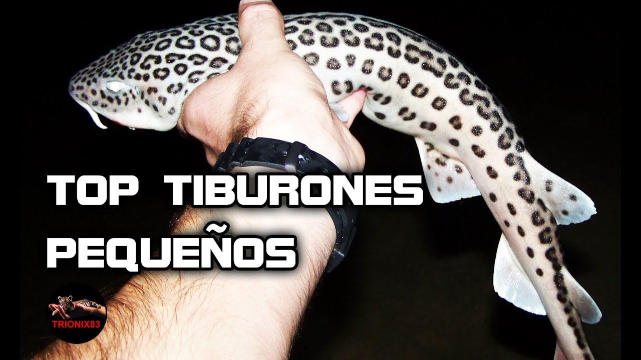 LOS TIBURONES MAS PEQUEÑOS ¿Cuál es el tiburón mas pequeño del mundo ...