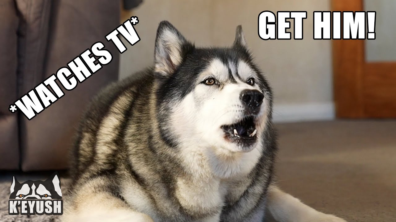 Husky Is OBSESSED With His Fave TV Show! Talks To The Dog! - YouTube