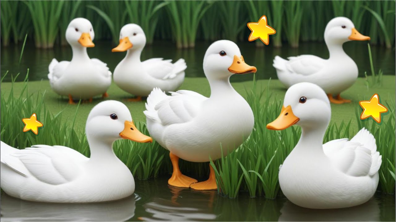 BEBEK , BEBEK ADUS KALI MARANI SABUN WANGI , DUCK SWIMMING IN A POND ...