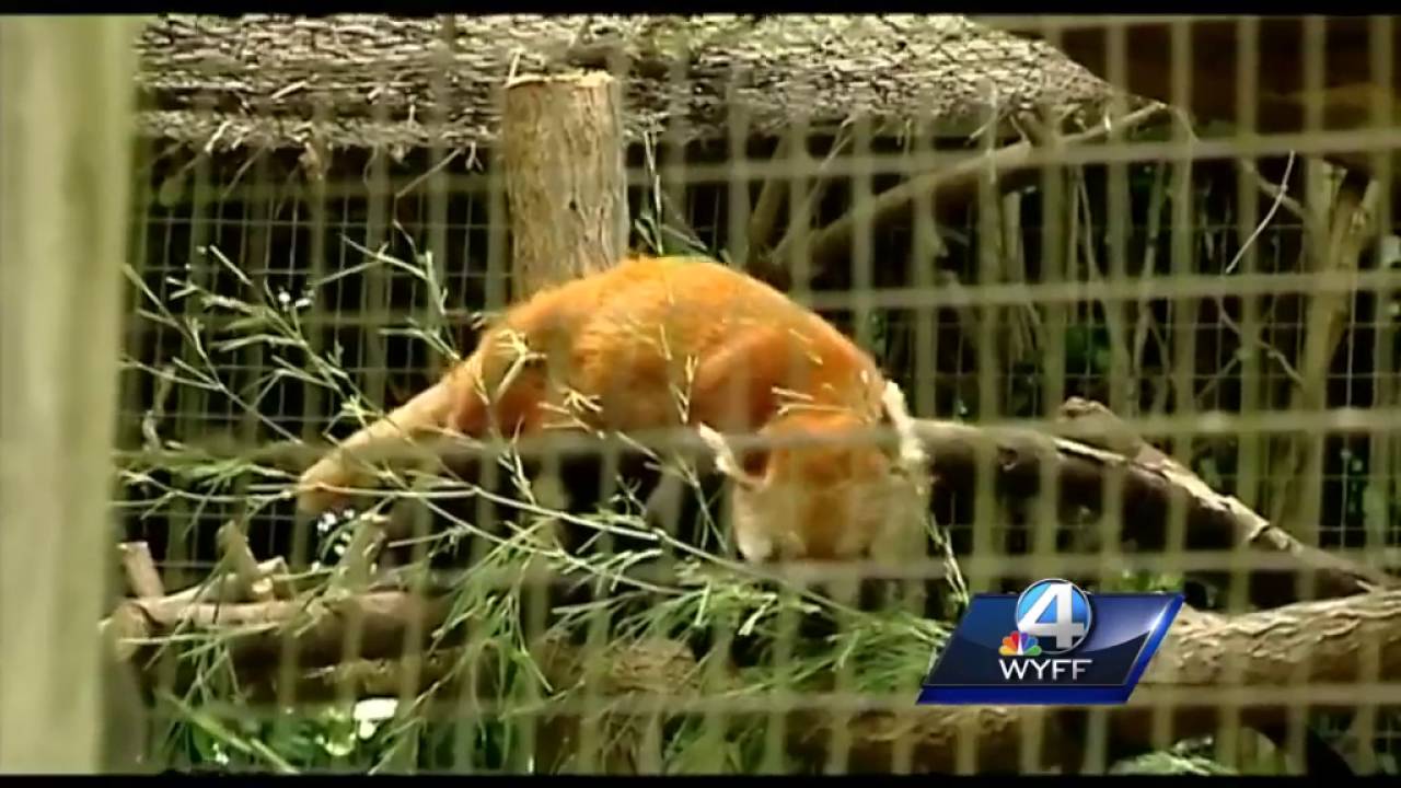 Greenville Zoo Reviews Safety Procedures After Gorilla Incident In Cincinnati YouTube greenville-zoo-reviews-safety-procedures-after-gorilla-incident-in-cincinnati-youtube