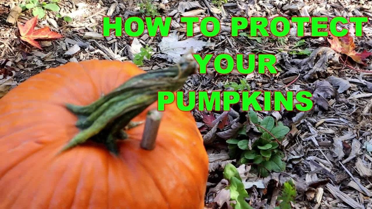 How to Protect Your Pumpkin | Protect Pumpkins from Animals | Cheap and ...