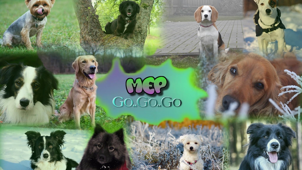 [Full Dog MEP] GO GO GO GO - YouTube