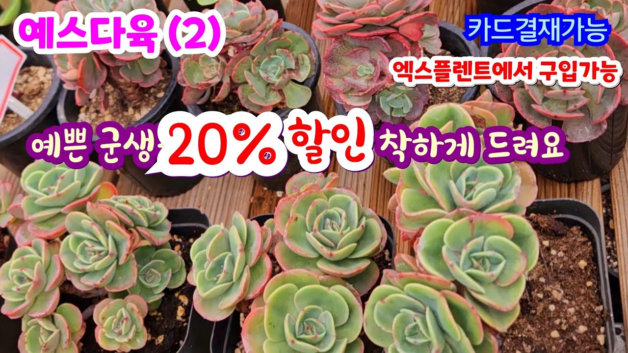 예스다육2 예쁜 군생들 가격 착하게 할인까지 너무 착해요 시프러스 예쁜 에스메랄다 핑크페퍼 샤포테 다육이 뮤즐리