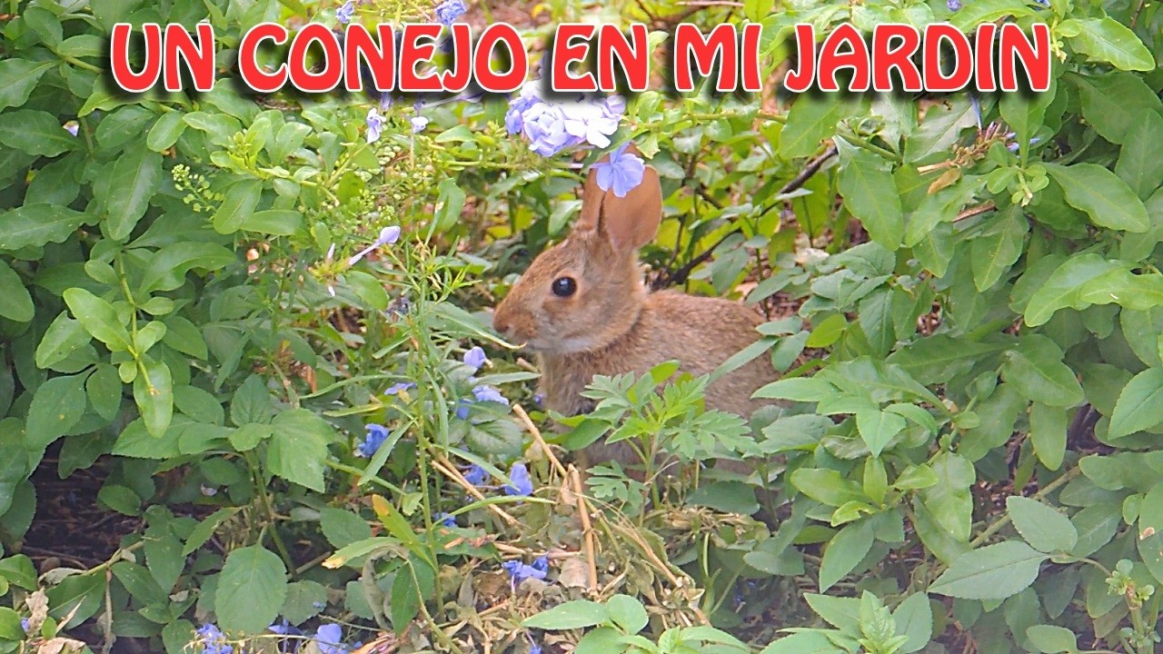 Conejo Silvestre Americano - YouTube