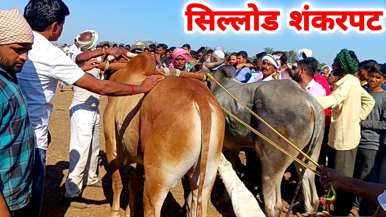 sillod shankarpat live । bailgadisharyat sillod maharashtra ...