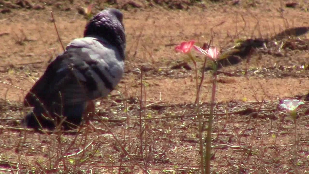 Pombo cortejando a fêmea - YouTube