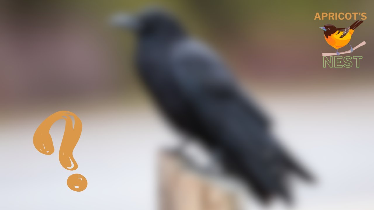 Apricot's Nest - BACKYARD BIRD #5 - YouTube