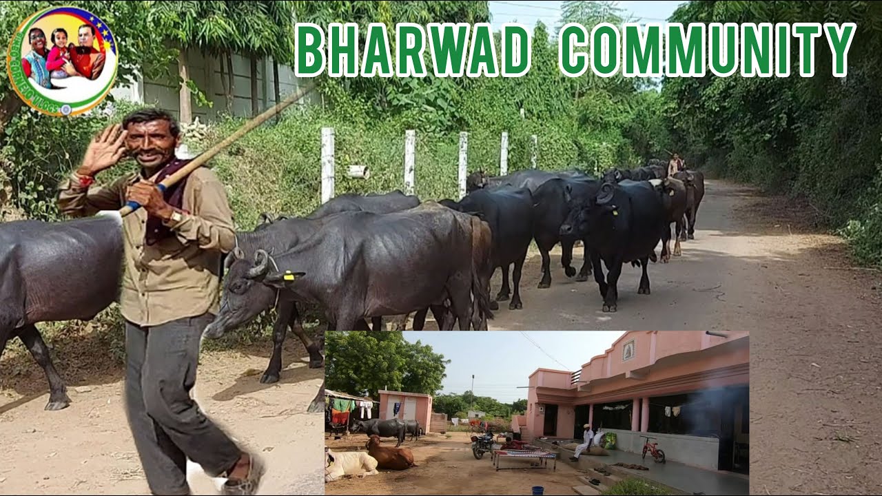 May Kaya pala sa BUHAY ang Taga pastol ng mga Kalabaw at Baka sa ...