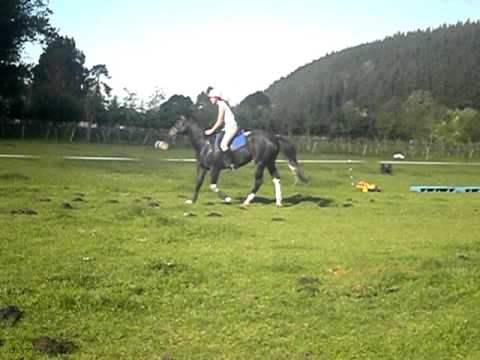 Funny horse fart!