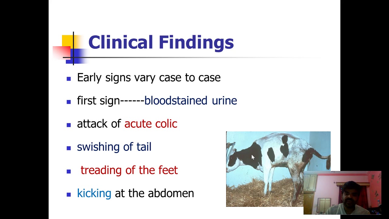 Contagious Bovine Pyelonephritis - YouTube