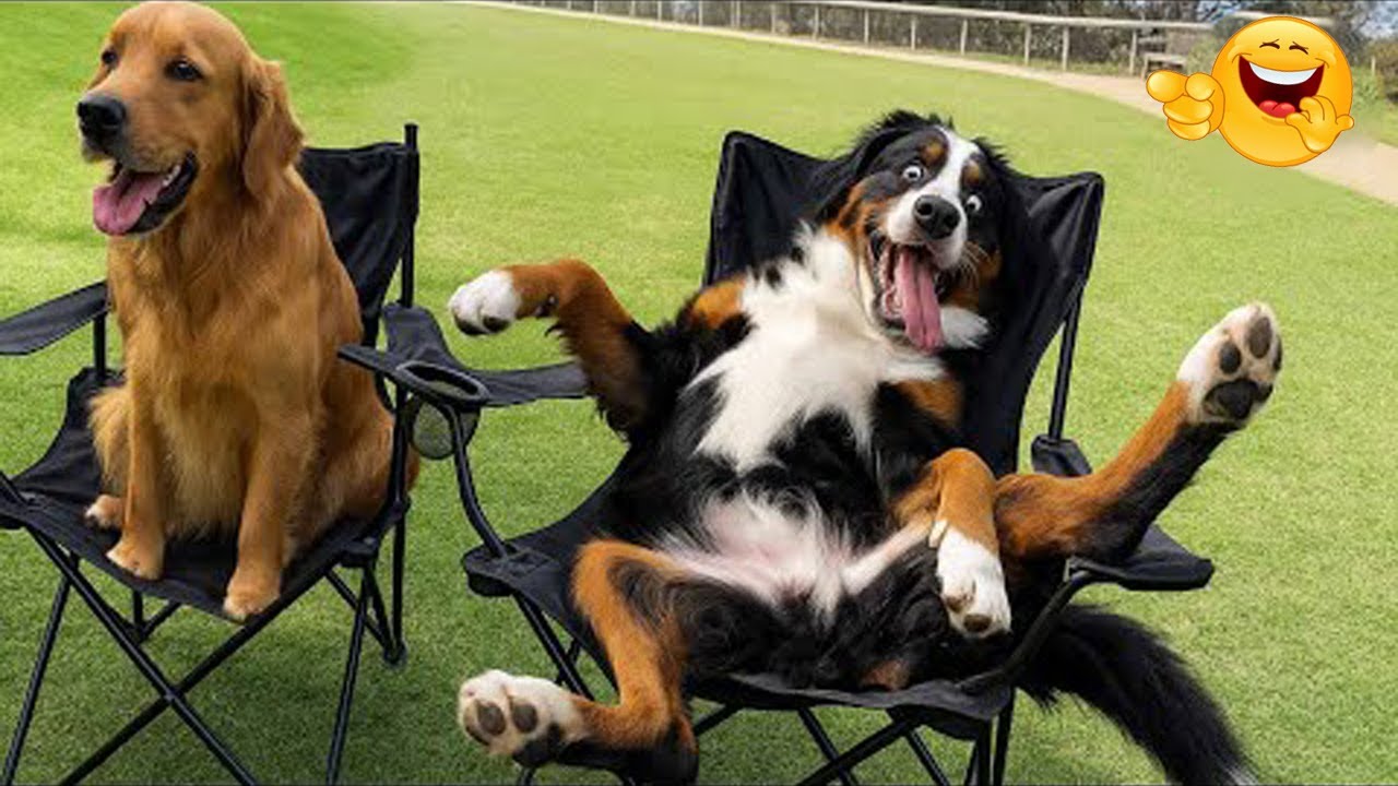 Funny Dog Moments 2026 😂 Hilarious Dogs That Will Make You Laugh #2 ...