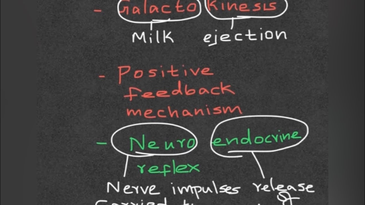 Physiology of breastfeeding a baby / Milk ejection reflex/ letdown ...