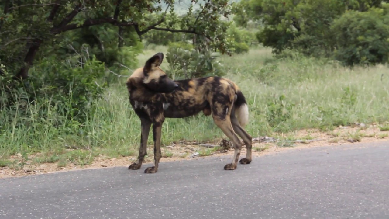African Wild Dog Calling - YouTube