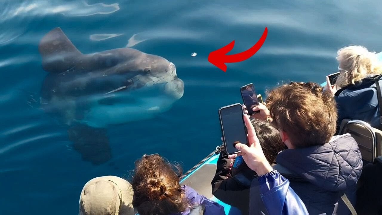 SUNFISH FEEDING ON PORTUGUESE MAN-O-WAR | Futurismo | Azores - YouTube