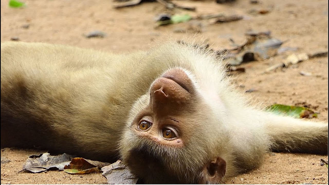 How is Poor Abandon Monkey Rolex? - YouTube