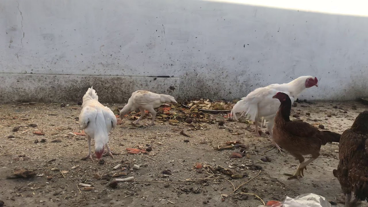 Aseel Heera | Heera Hen | Aseel Heera Pair | Beautiful Heera - YouTube