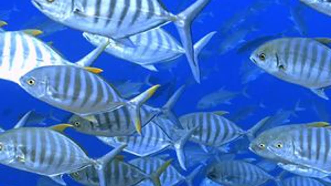 【虫虫长城队】世界10大潜点之 帕劳蓝角，德国水道潜水。“上帝的水族箱”是你梦想中的潜水胜地吗？#旅行推荐官 #潜水女孩 #一起看看海底世界 #帕劳 #虫虫长城队 - YouTube