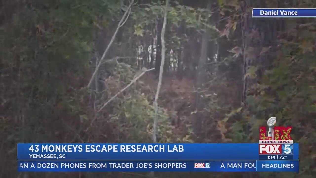 43 monkeys remain on the run from S.C. lab. - YouTube
