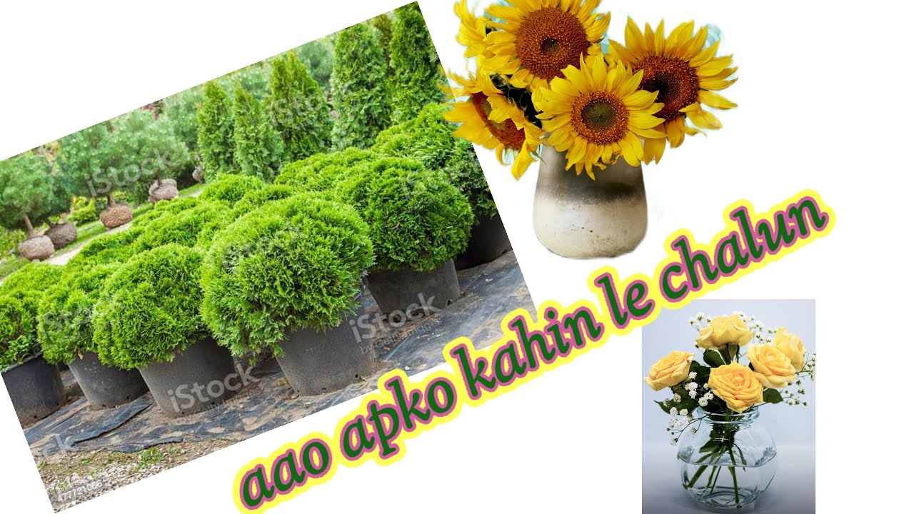 aao apko kahin le chalun 🥰 ️👍🏻🙏🏻#rose #viral #shortfeed - YouTube