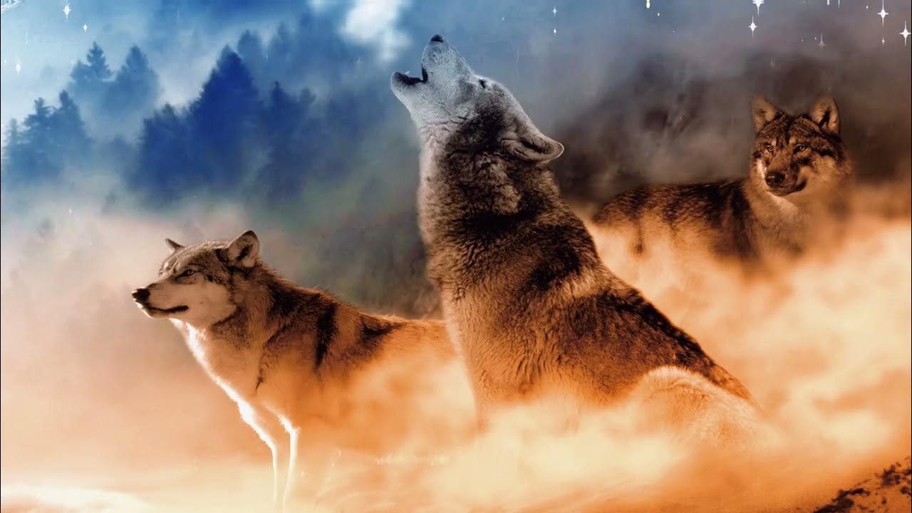 Alcateias: União e Estratégia na Vida dos Lobos - YouTube