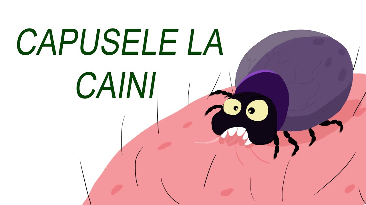 Capusele la caini | Cum scoti o capusa? - YouTube