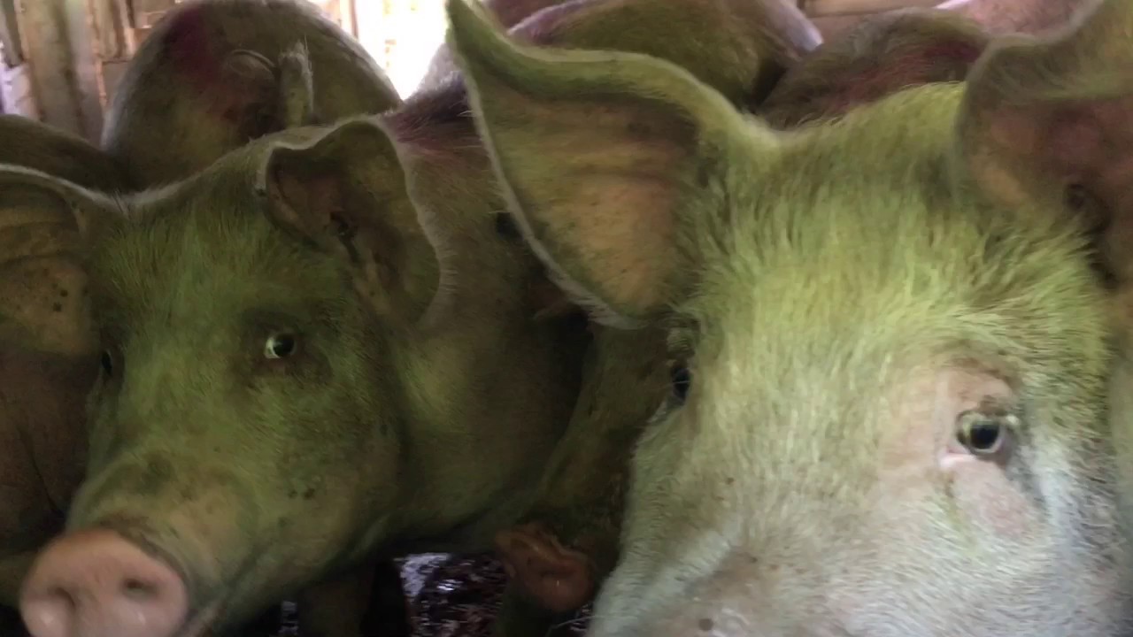 Activists bearing witness to pigs before slaughter - YouTube