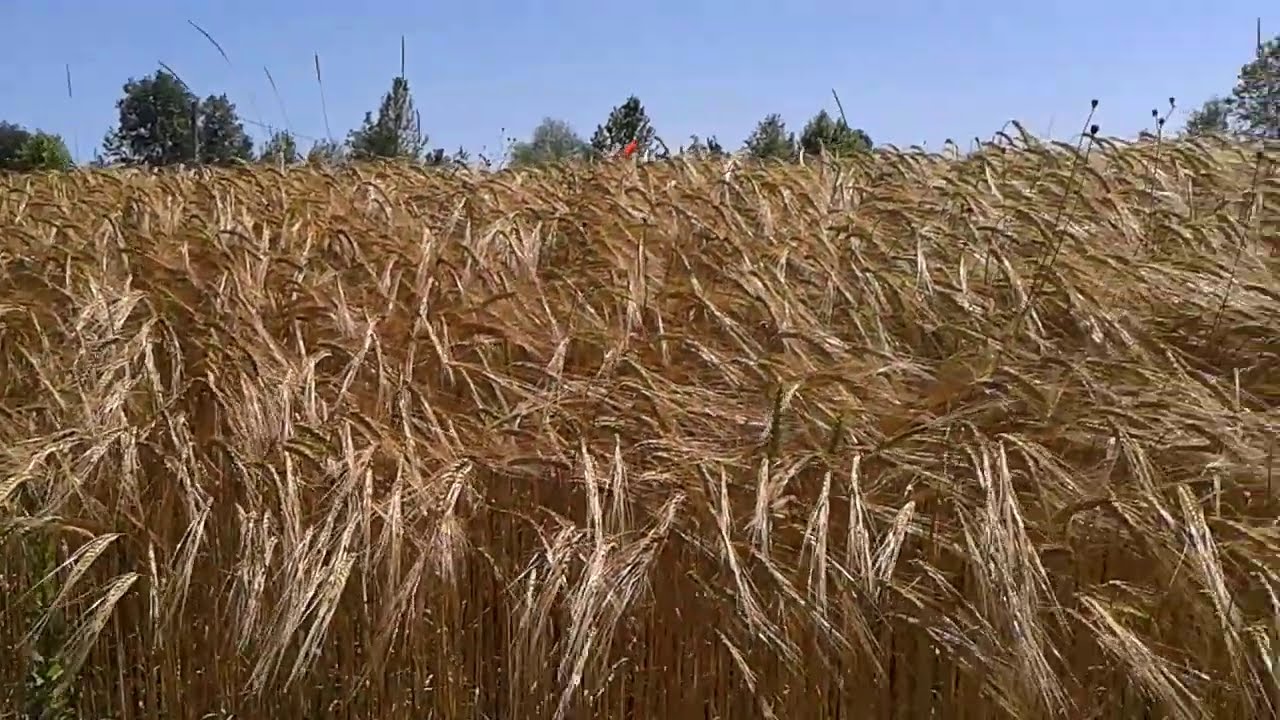 campo d'orzo maturo - YouTube