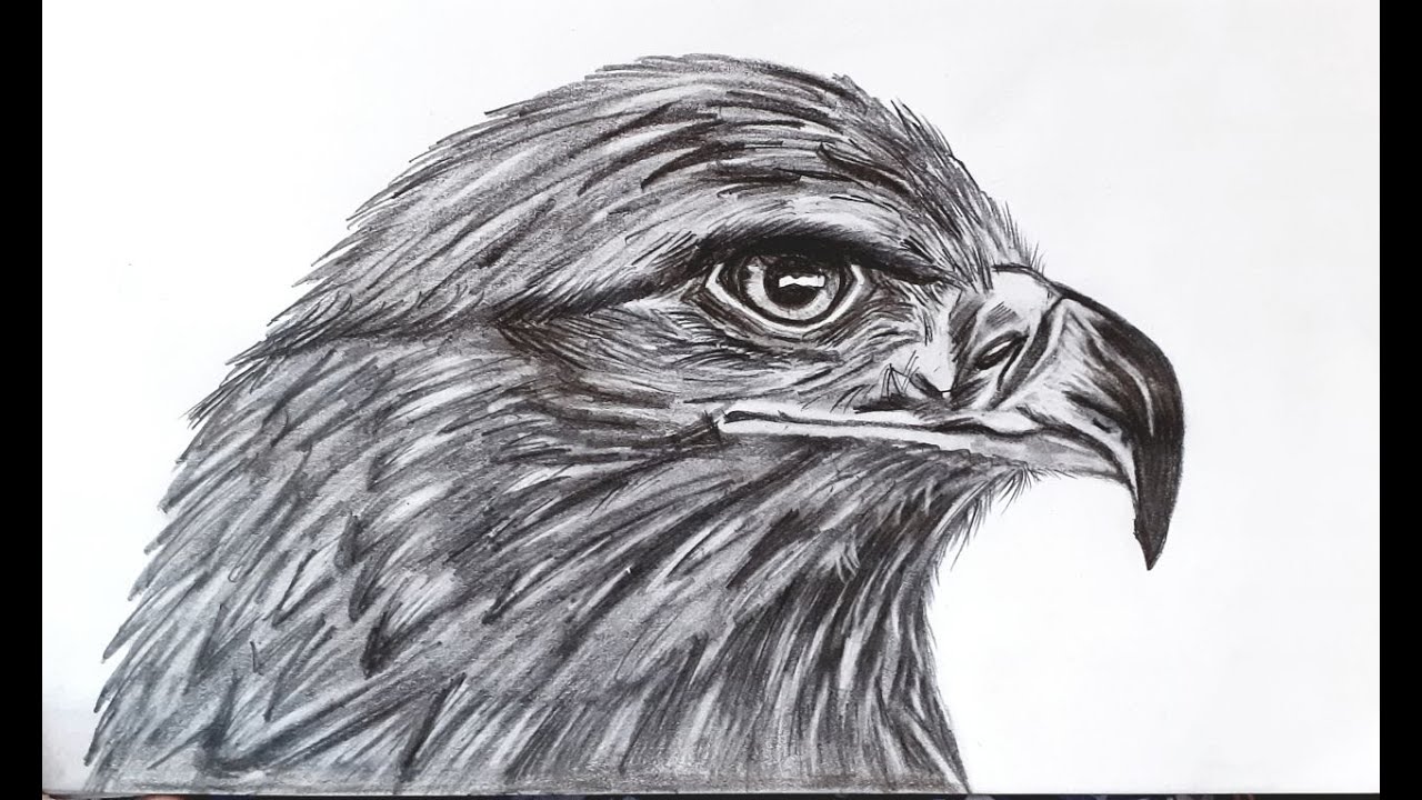 How to draw a Realistic Eagle | How to Draw Feathers | Eagle Drawing ...