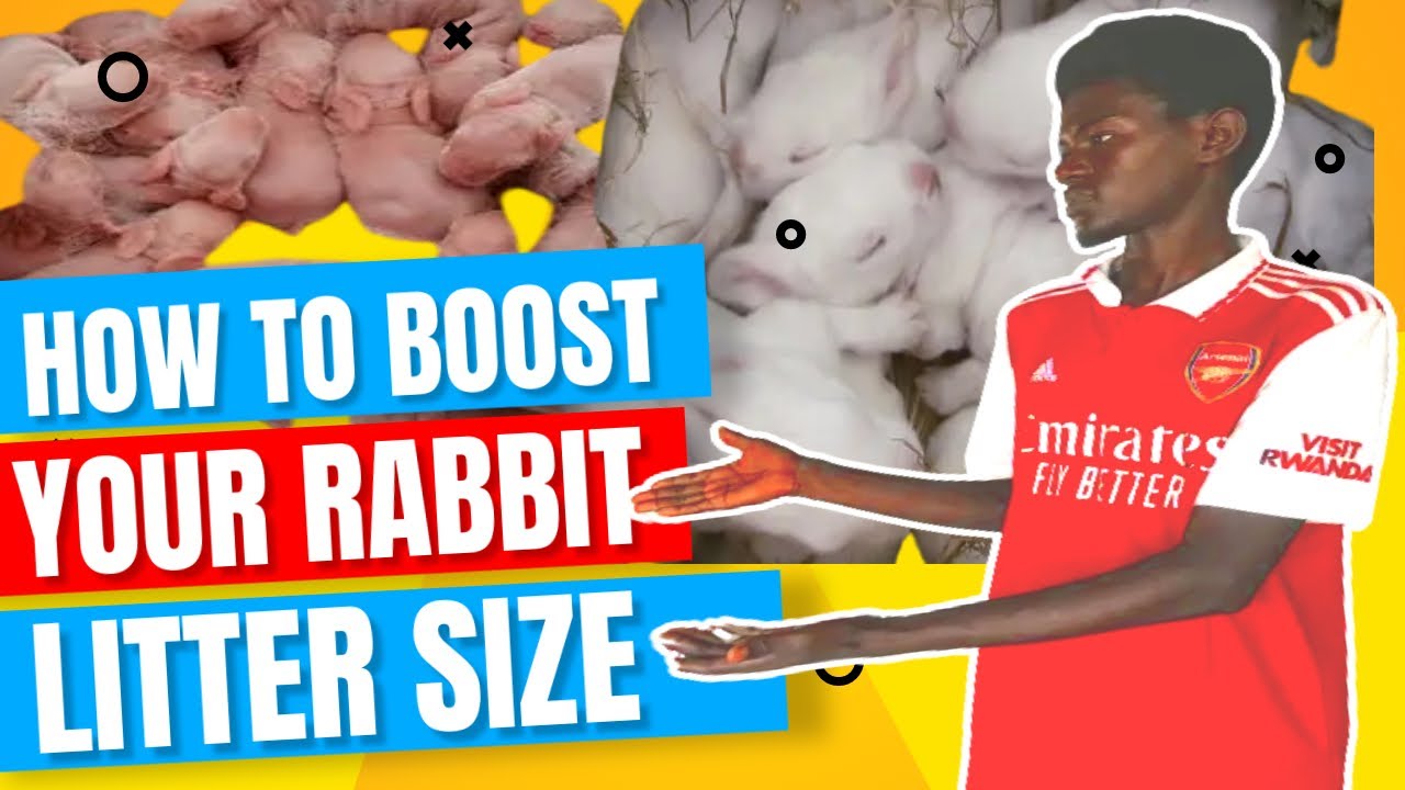 Herbs to boost your rabbit litter size - YouTube