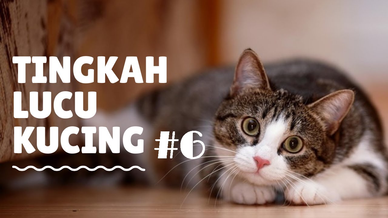 TINGKAH LAKU KUCING KOCAK BIKIN NGEGEMESIN DAN NGAKAK - YouTube