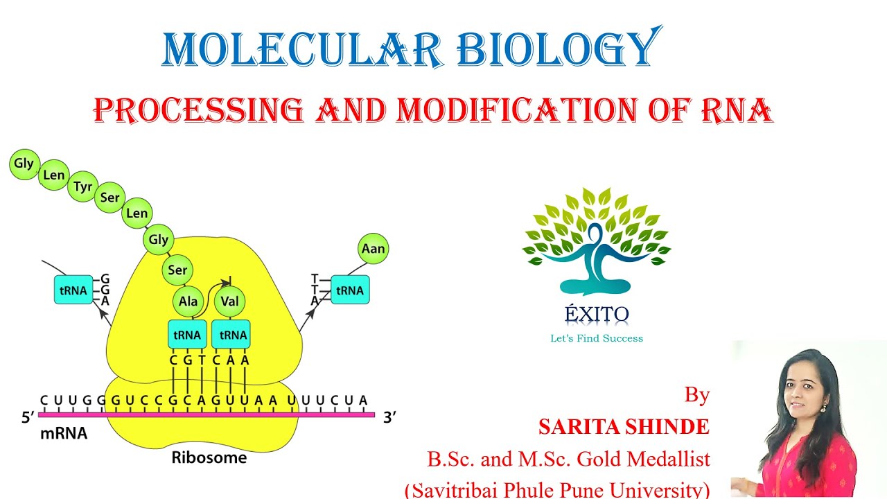 MOLECULAR BIOLOGY PROCESSESING AND MODIFICATION OF RNA - YouTube