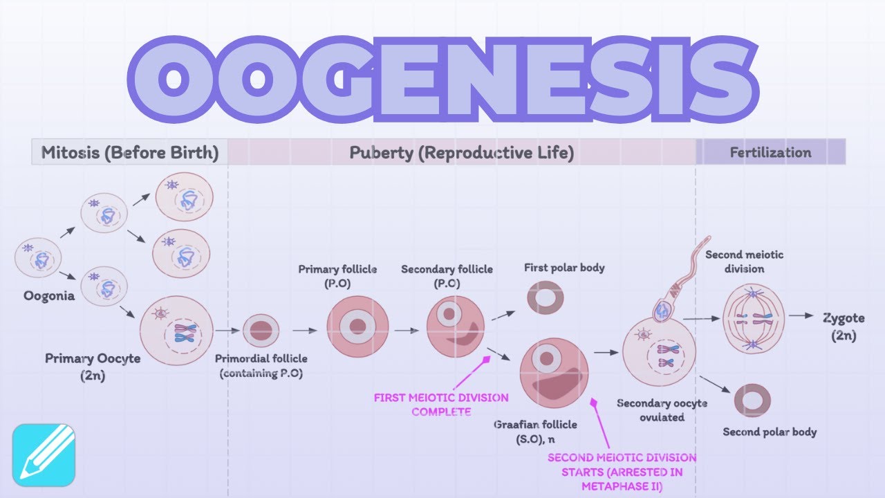 Oogenesis | Female Reproductive System - YouTube