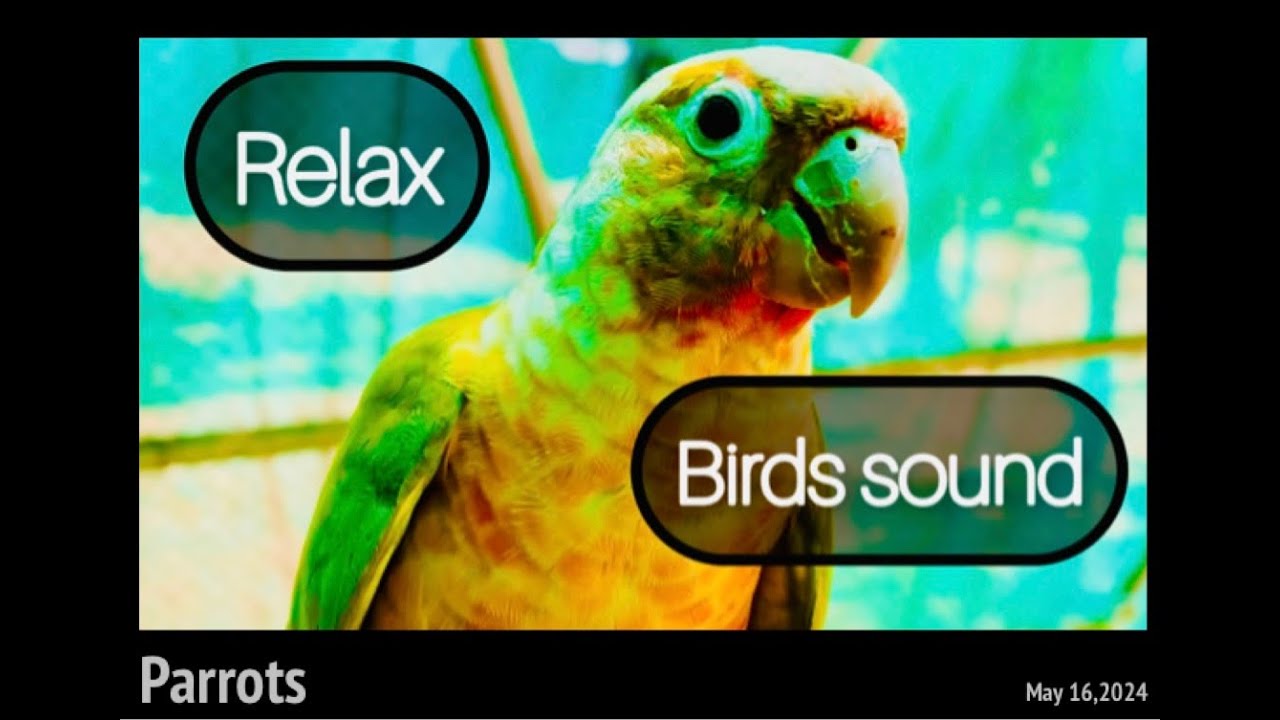Wonderful Small Parrots | Relaxing Bird Sounds | Calm Time #birds # ...