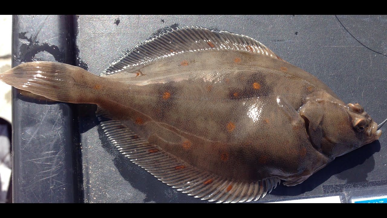 How to identify Plaice (Pleuronectes platessa) - YouTube