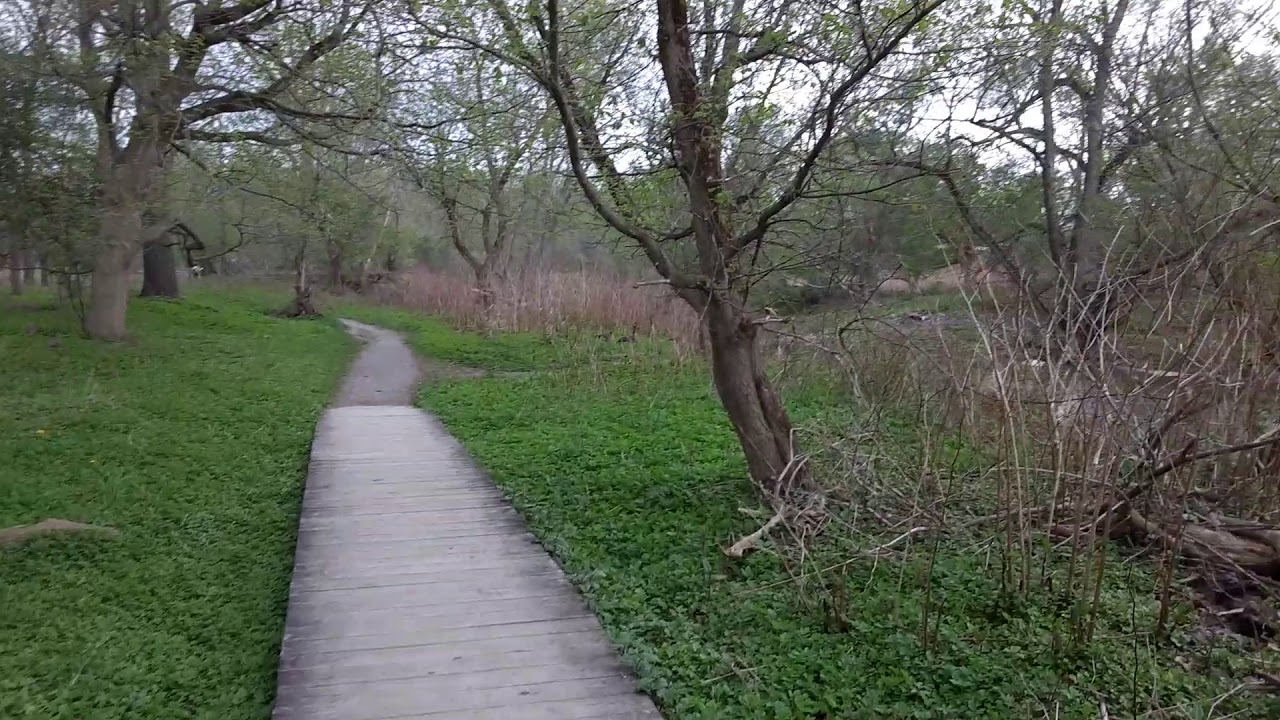 Nature walk trees grass fresh air good vibes 🌲🌳🌲🌳🌲🌳🌲 - YouTube