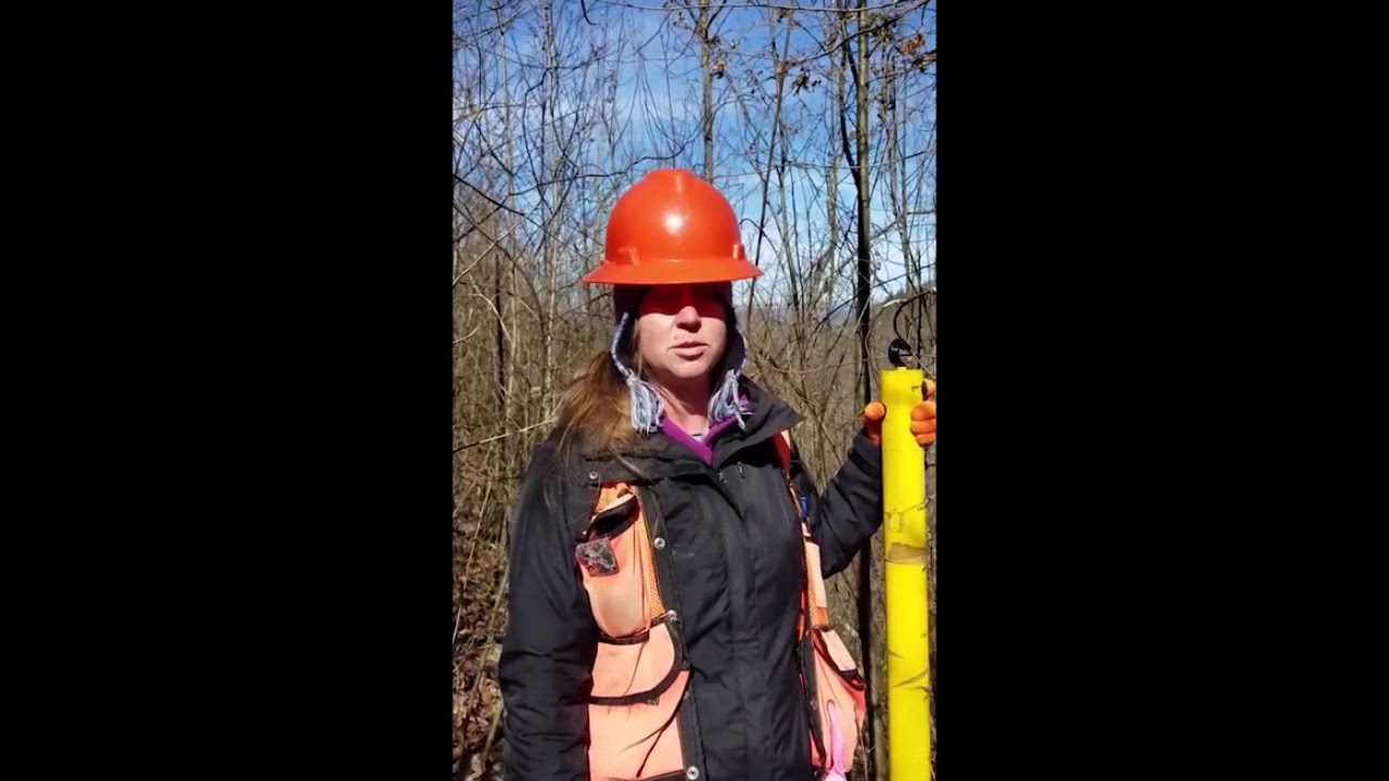 American chestnut research in the Southern Appalachians - YouTube