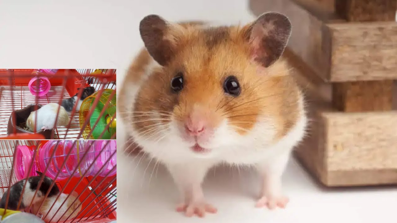 LOOK! SO SNAPPY AND CUTE HAMSTERS| THESE TINY CUTE HAMSTERS ARE SO ...