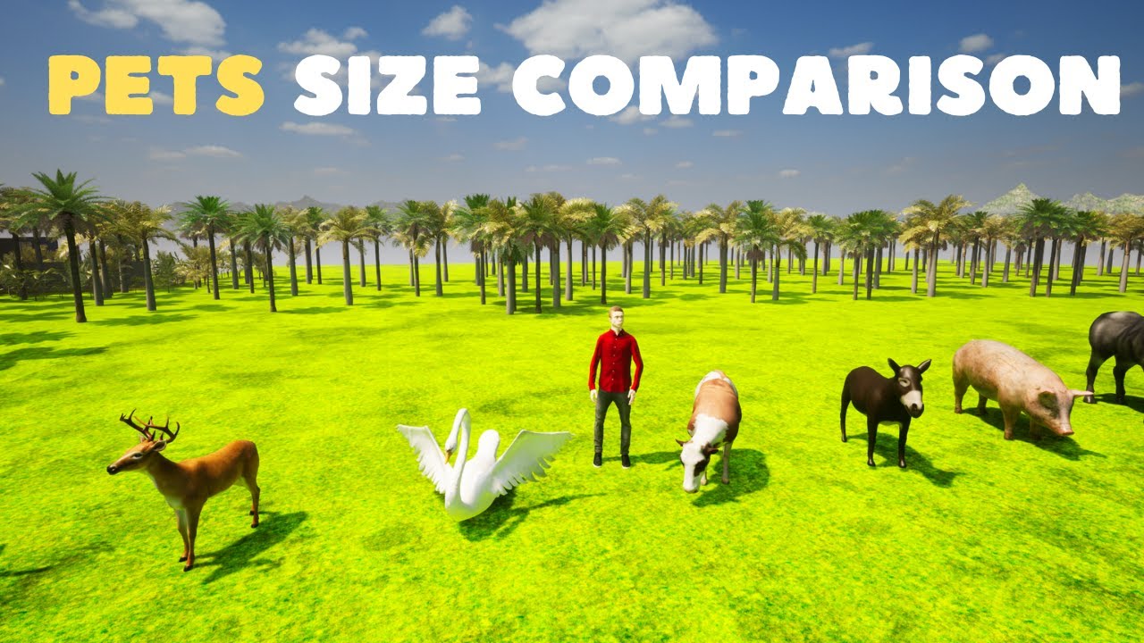 Pets Size Comparison | 3D Animation | Comparisum - YouTube