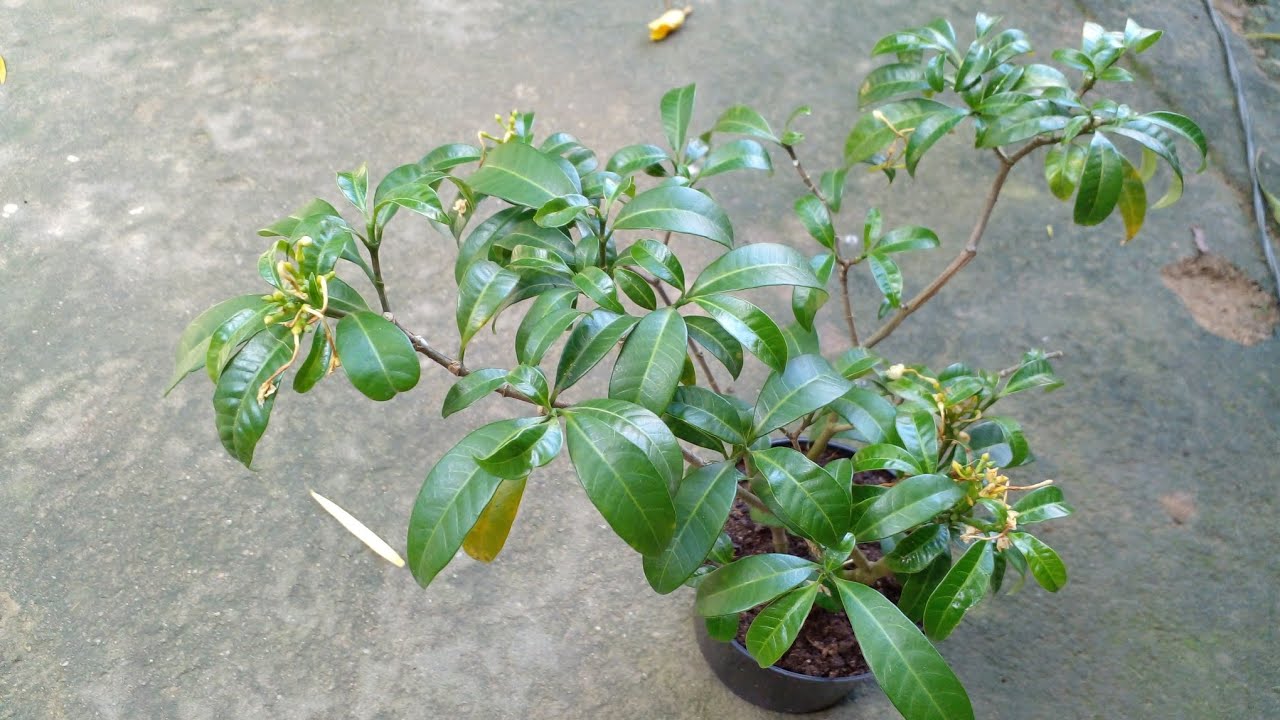 a prenda cuidar do seu Mini Jasmim - YouTube