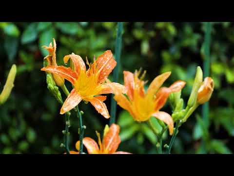 panasonic G9m1 + Lumix 14-140 mm demo