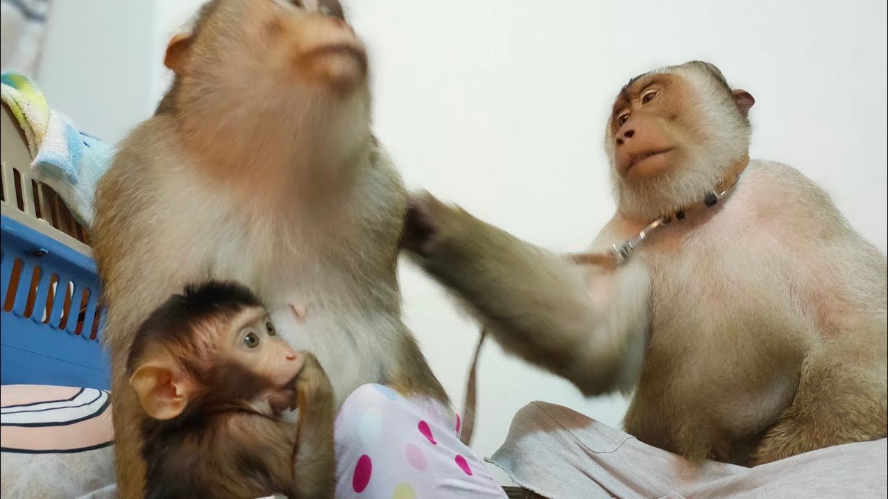 Jk Shaki And Shakina from Bed To Cage - YouTube