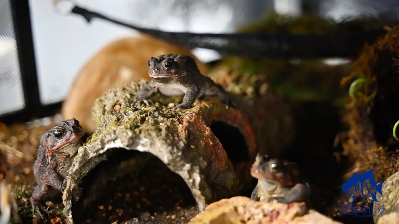 Cheeky Toads Eating Crickets - YouTube