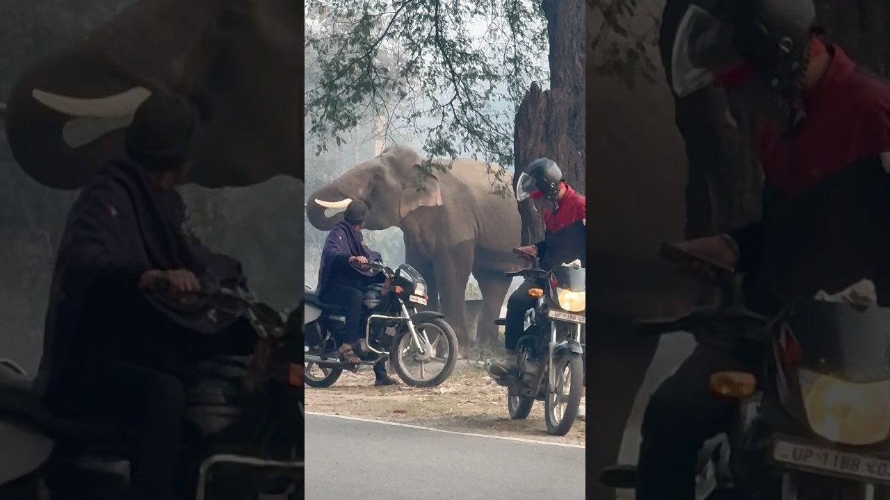 Haathi on road #animals #elephant - YouTube
