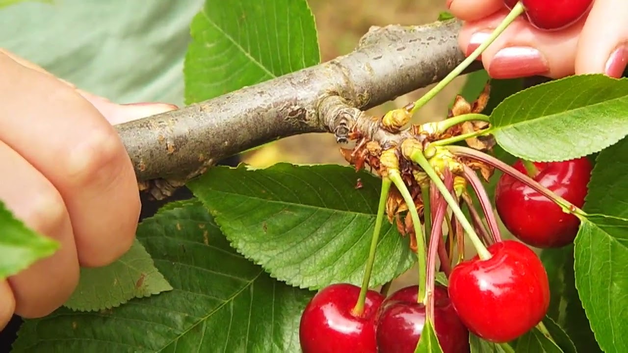 How to pick cherries - YouTube