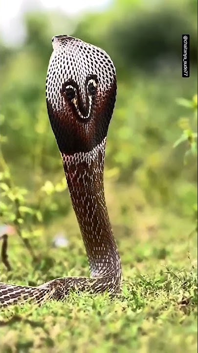 snake Movement - YouTube